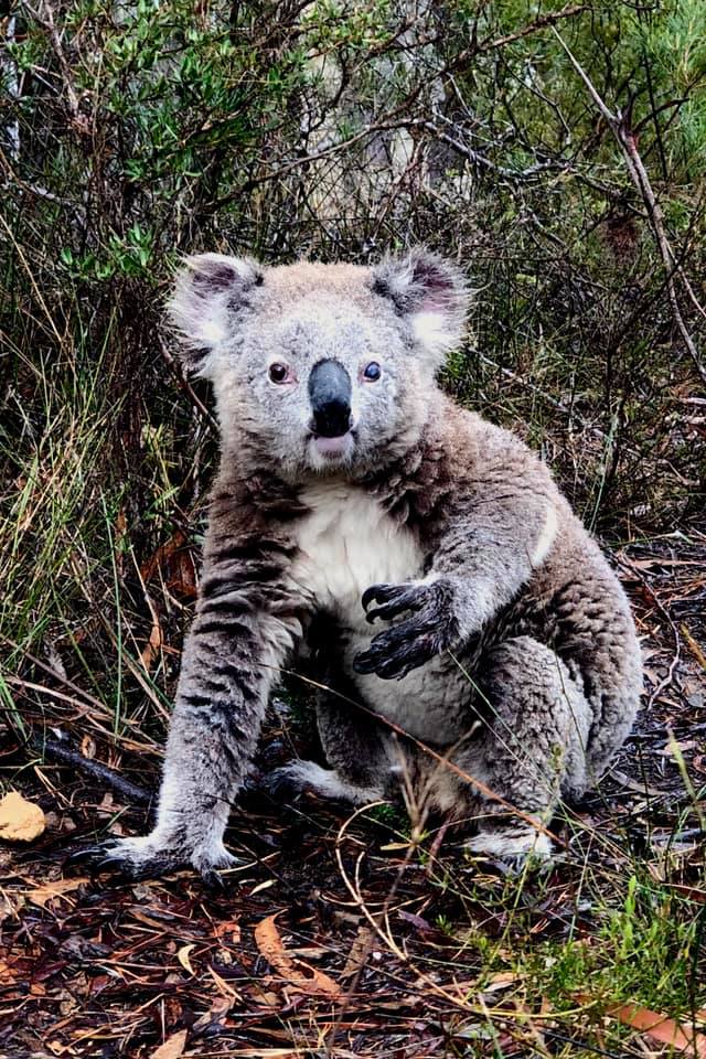 Koalas, Whats Not To Love? - Destination Southern Highlands