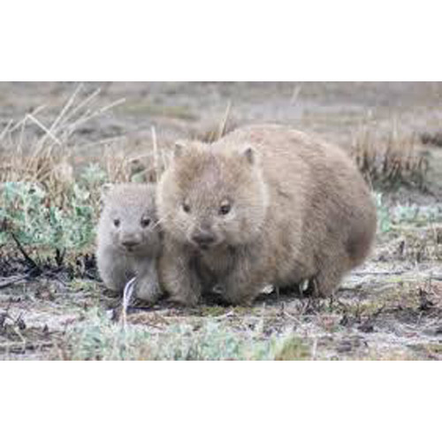 Wombat Awareness - Destination Southern Highlands