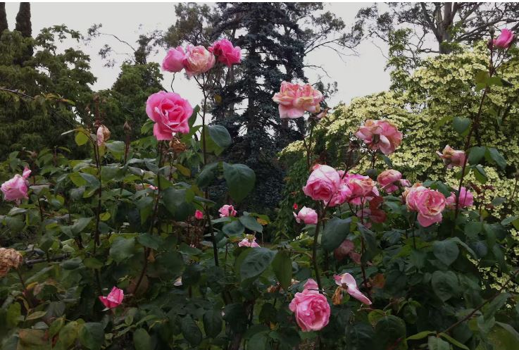 Beatrice Park and Yarrabin Open Garden - Destination Southern Highlands